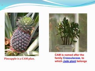 C am.ppt