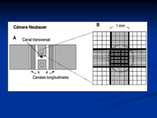 Camara de recuento neubauer | PPTX