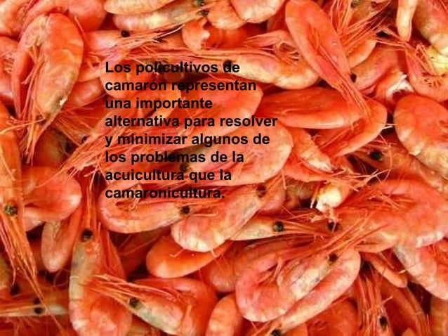 Camaron blanco | PPT