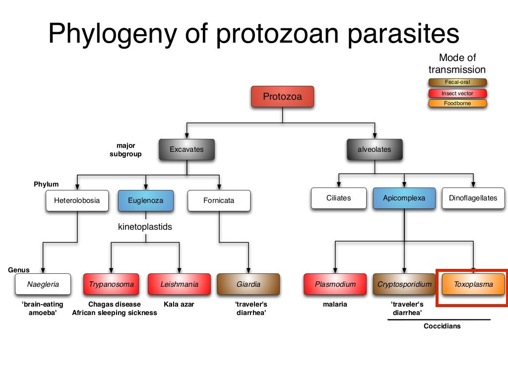 Introduction to Protozoan parasites