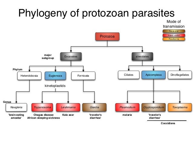 Introduction to Protozoan parasites