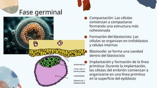 cambios-FisicosyfisiologicosDelamadre.pptx