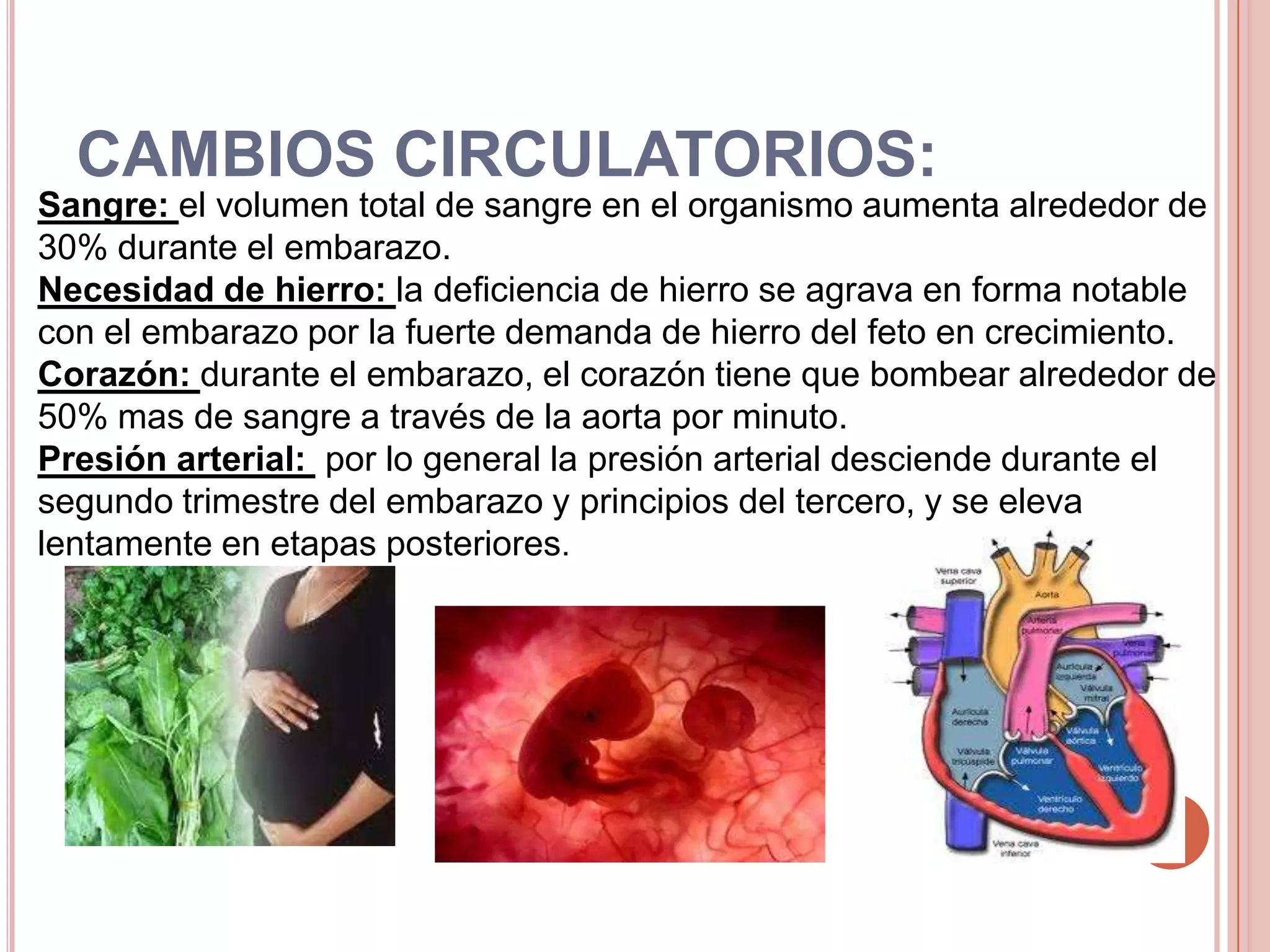 Cambios anatómicos y fisiológicos en el embarazo | PPTX