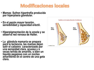 cambios de la anatomia y fisiologia que pasasn durante una mujer ...