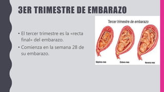 Cambios en el 3er trimestre de embarazo | PPTX