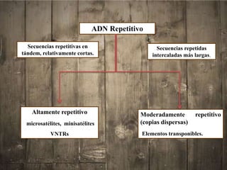 Cambios en el genoma | PPTX