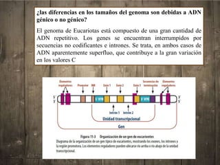 Cambios en el genoma | PPTX