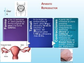 CAMBIOS FISIOLOGICOS , parto y puerperio | PPTX