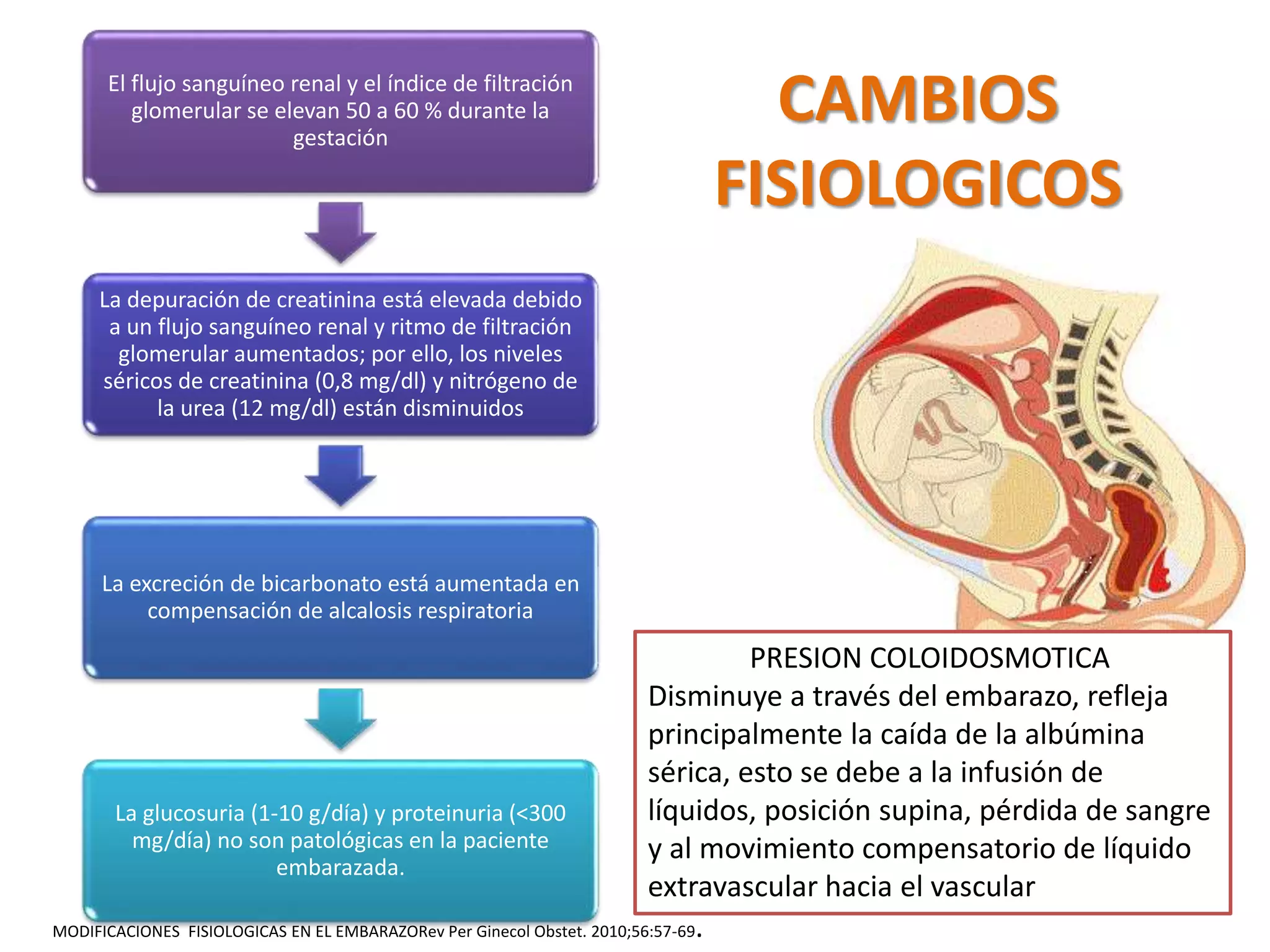 Cambios fisiologicos durante el embarazo | PPT