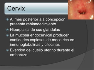Cambios fisiologicos durante el embarazo parto y puerperio | PPTX