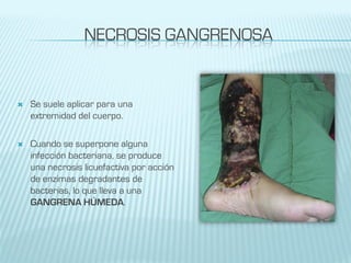 Cambios morfologicos celulares en la necrosis full version1.2 | PDF