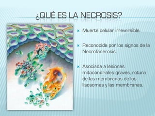 Cambios morfologicos celulares en la necrosis full version1.2 | PDF