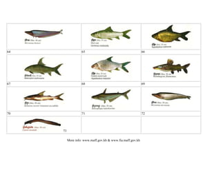 Cambodia fish photo picture x | PDF
