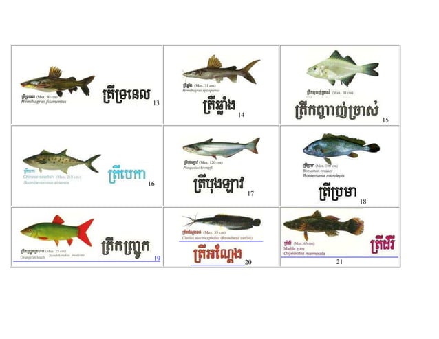Cambodia fish photo picture x | PPT