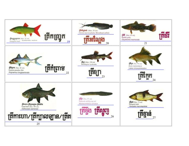 Cambodia fish photo picture x | PPT