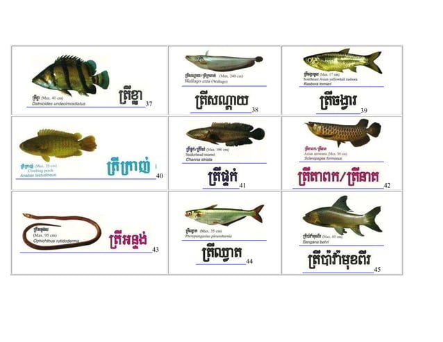 Cambodia fish photo picture x | PPT