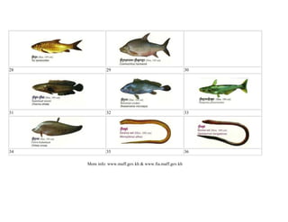 Cambodia fish photo picture x | PDF
