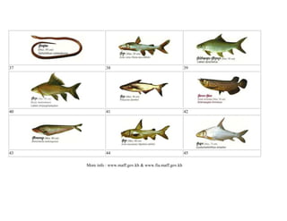 Cambodia fish photo picture x | PDF | Fish and Aquariums | Pets