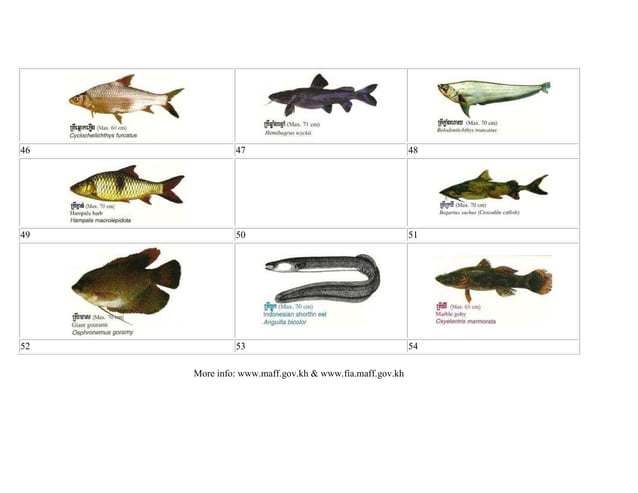 Cambodia fish photo picture x | PPT