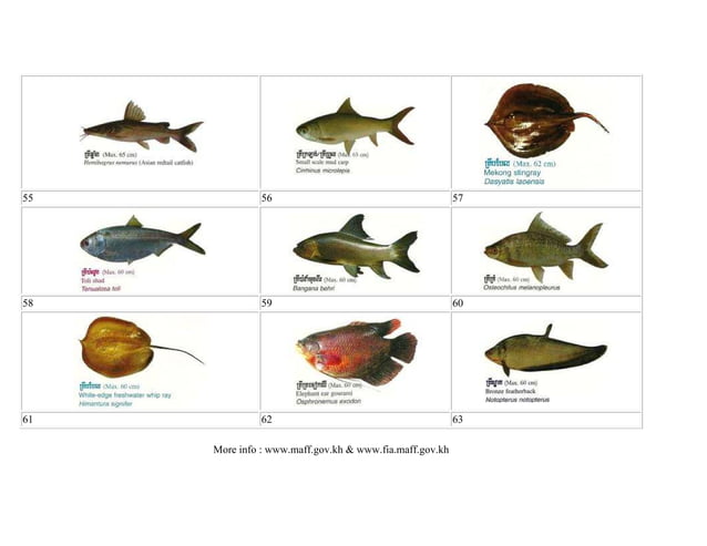 Cambodia fish photo picture x | PPT