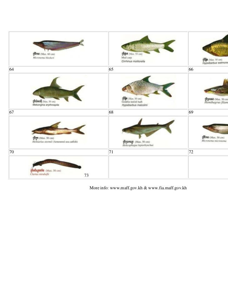 Cambodia fish photo picture x