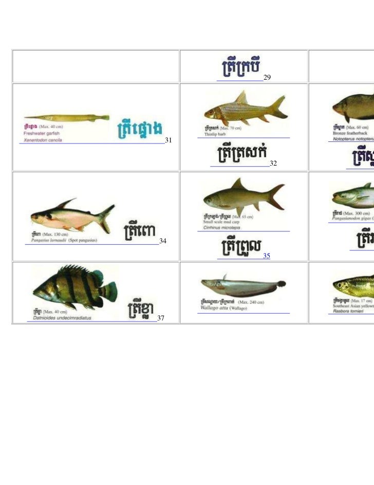 Cambodia fish photo picture x