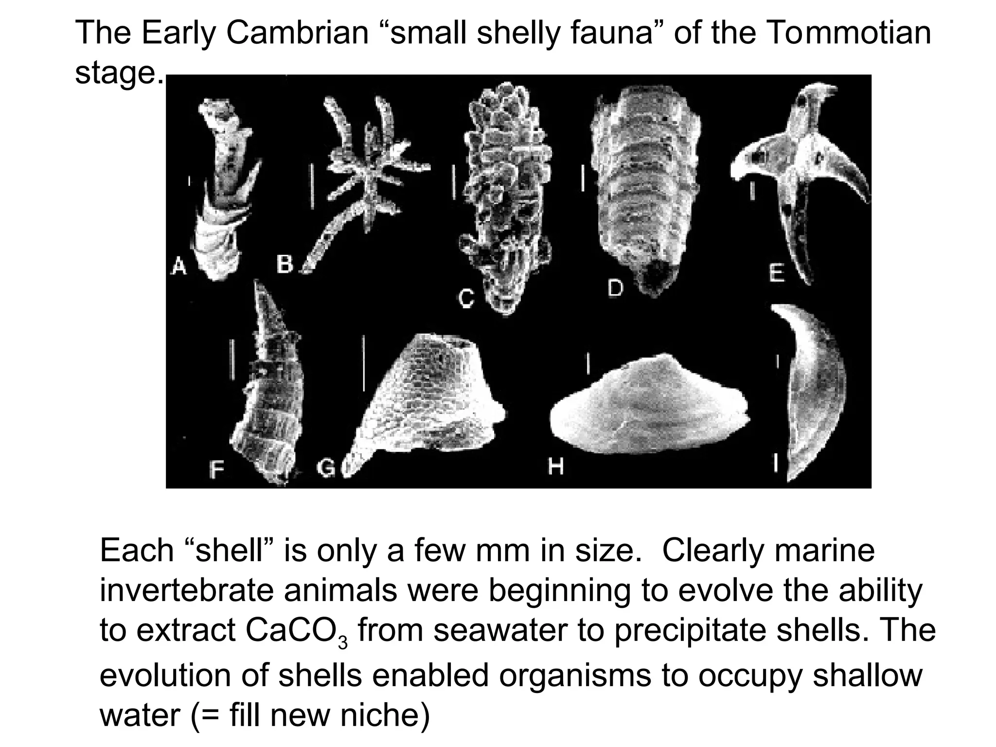 Cambrian radiation Geologic Time Scale... | PPT