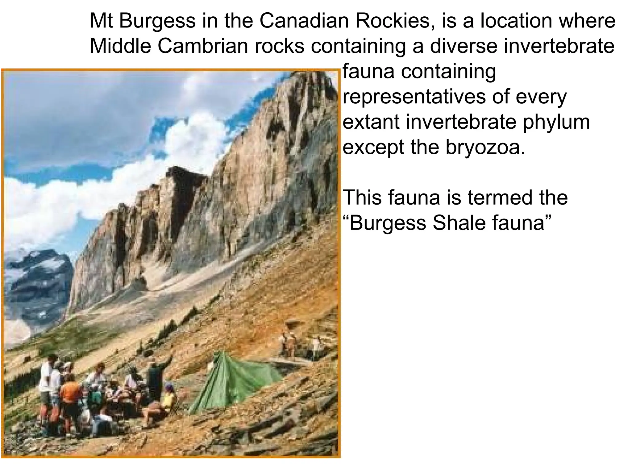 Cambrian radiation Geologic Time Scale... | PPT