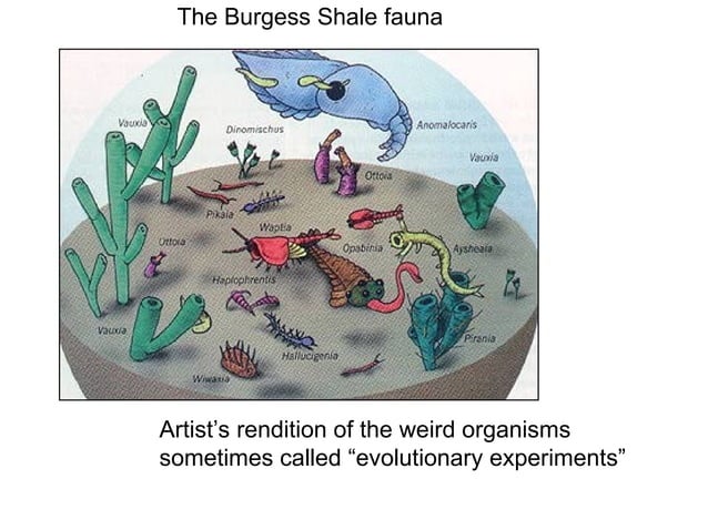 Cambrian radiation Geologic Time Scale... | PPT