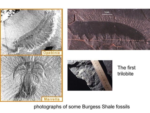 Cambrian radiation Geologic Time Scale... | PPT