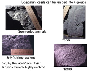 Cambrian radiation Geologic Time Scale... | PPT