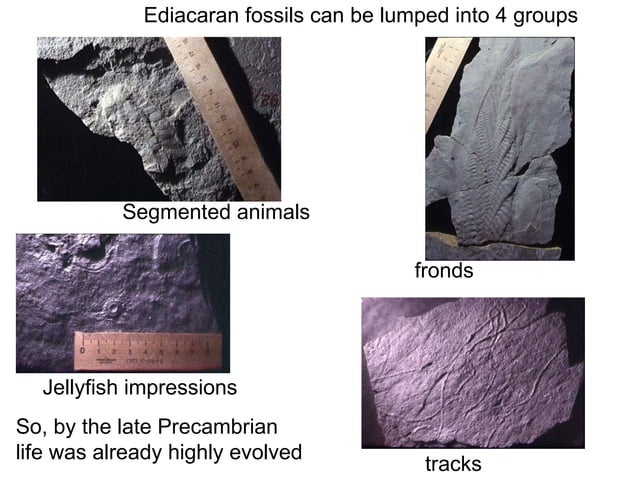 Cambrian radiation Geologic Time Scale... | PPT