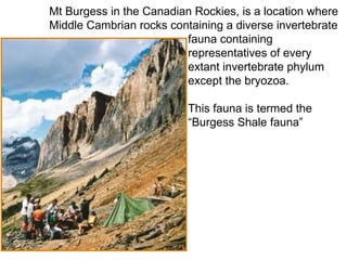 Cambrian radiation Geologic Time Scale... | PPT