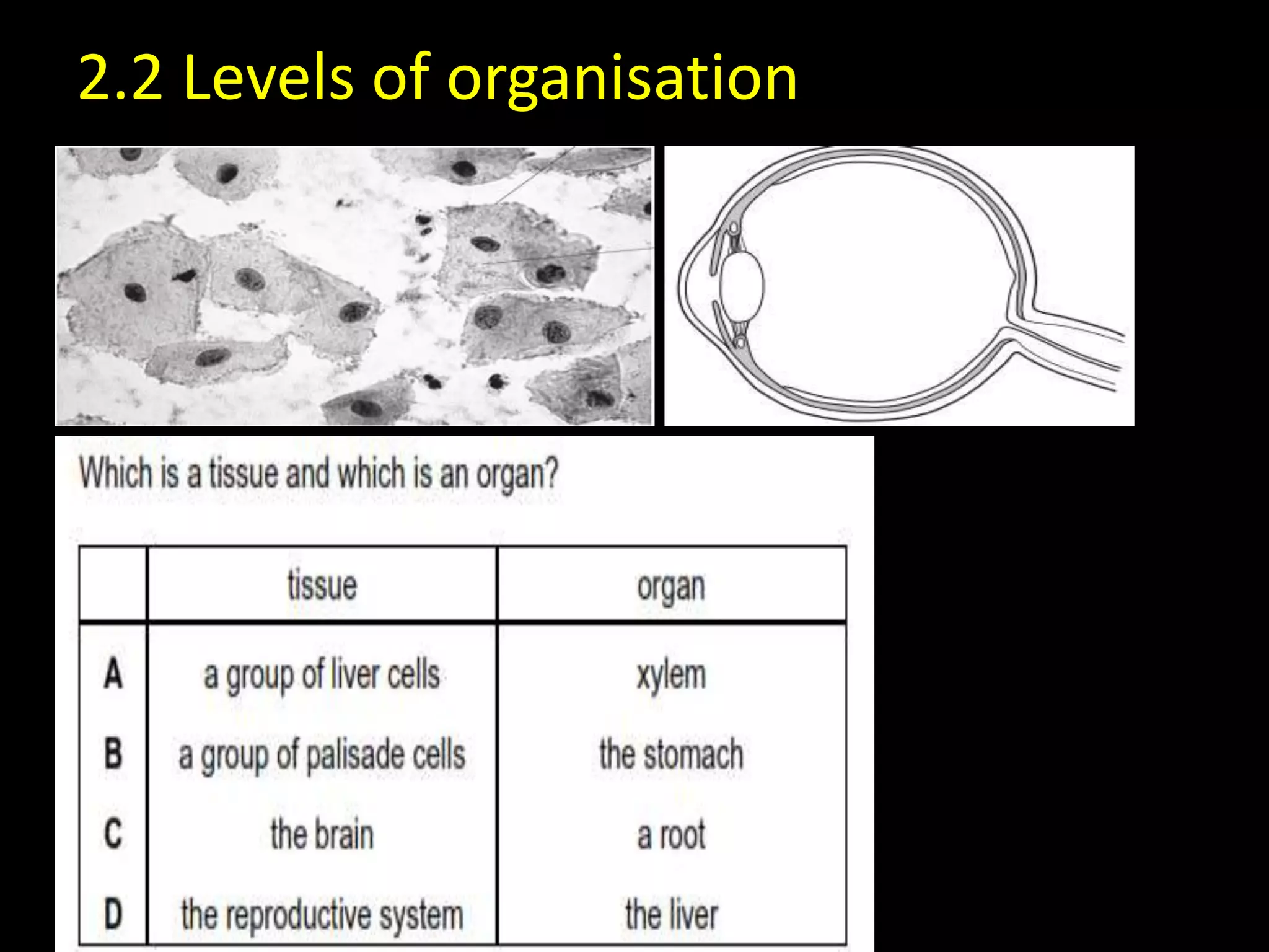 Cambridge igcse biology ( 2016 2018) cell | PPT