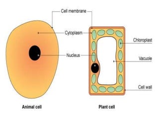 Cambridge igcse biology ( 2016 2018) cell | PPTX