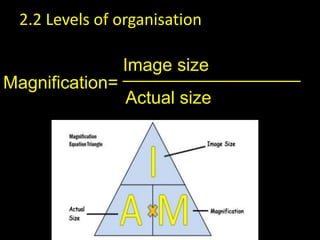 Cambridge igcse biology ( 2016 2018) cell | PPTX