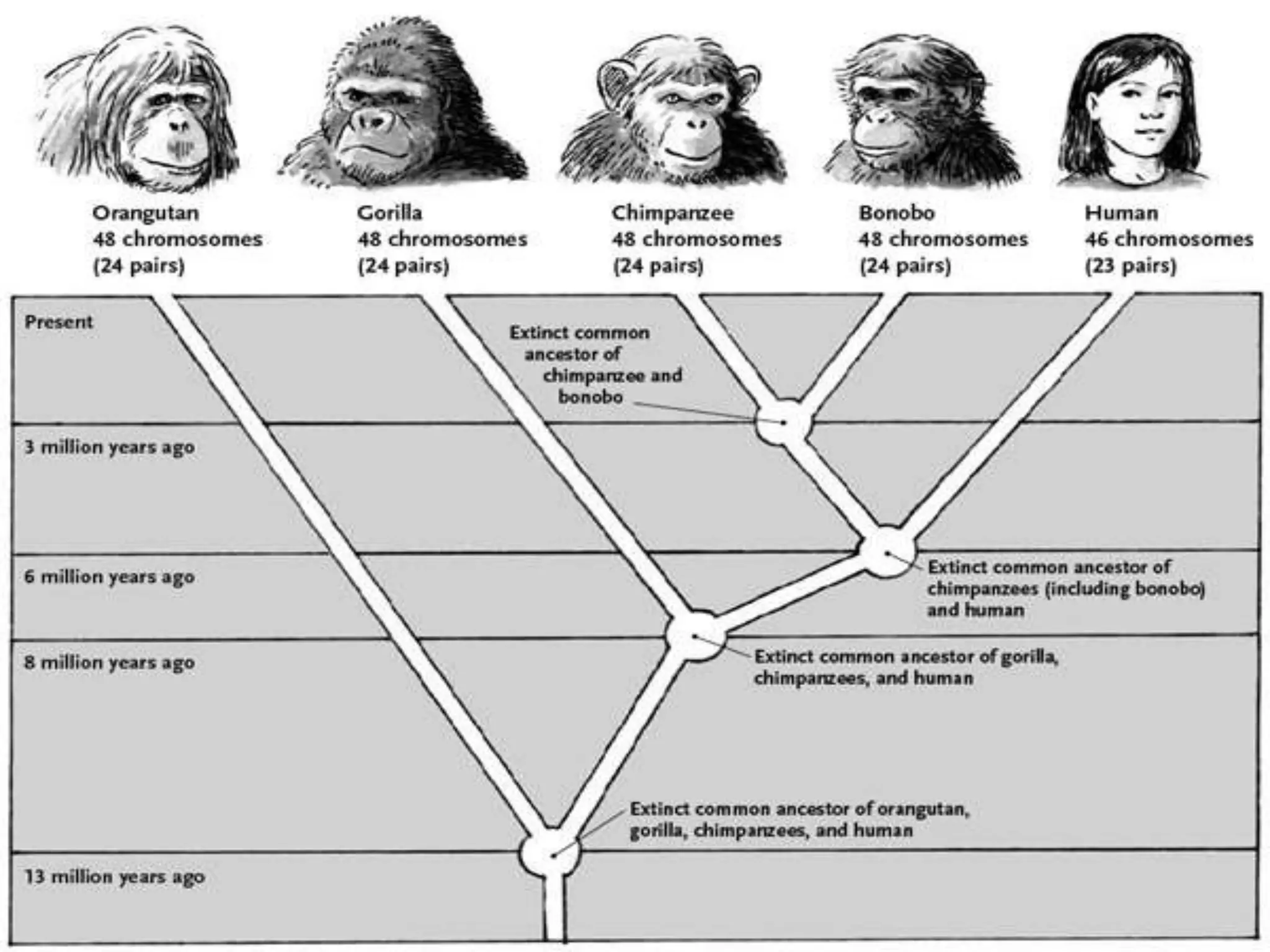 Cambridge igcse biology ( 2016 2018) classification of living organisms ...