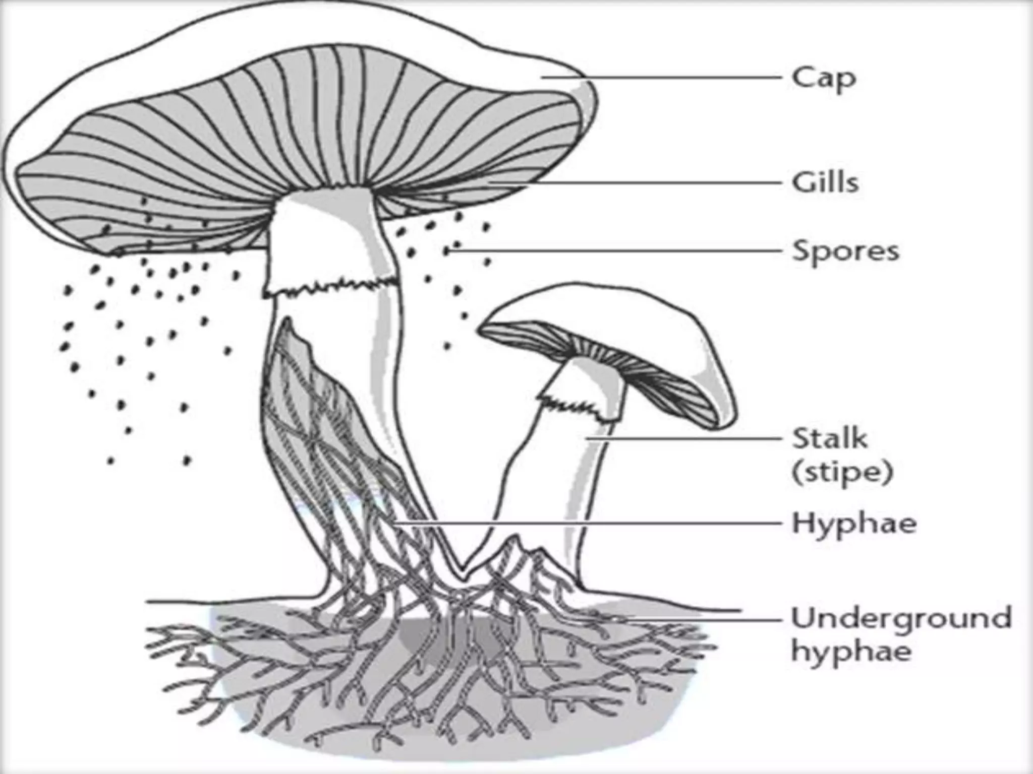 Cambridge igcse biology ( 2016 2018) classification of living organisms ...