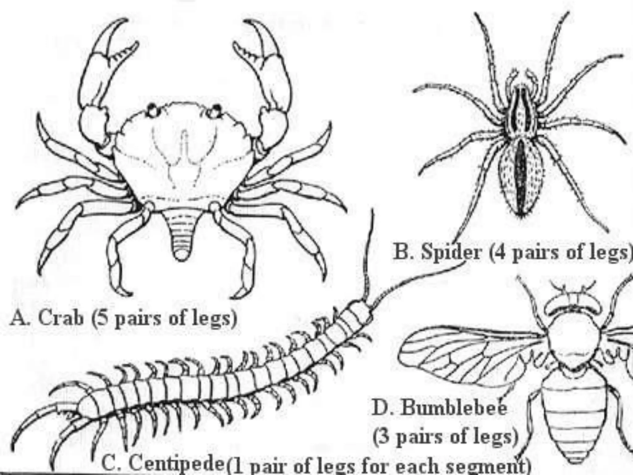 Cambridge igcse biology ( 2016 2018) classification of living organisms ...