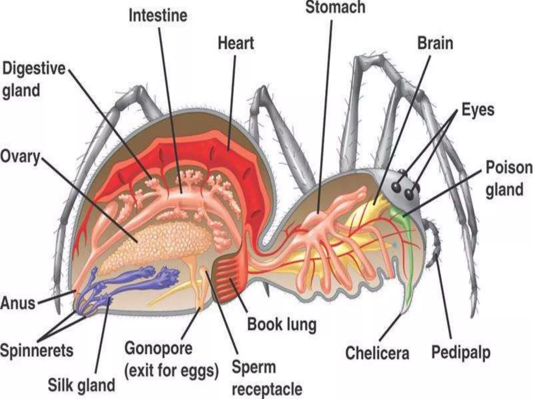 Cambridge igcse biology ( 2016 2018) classification of living organisms ...