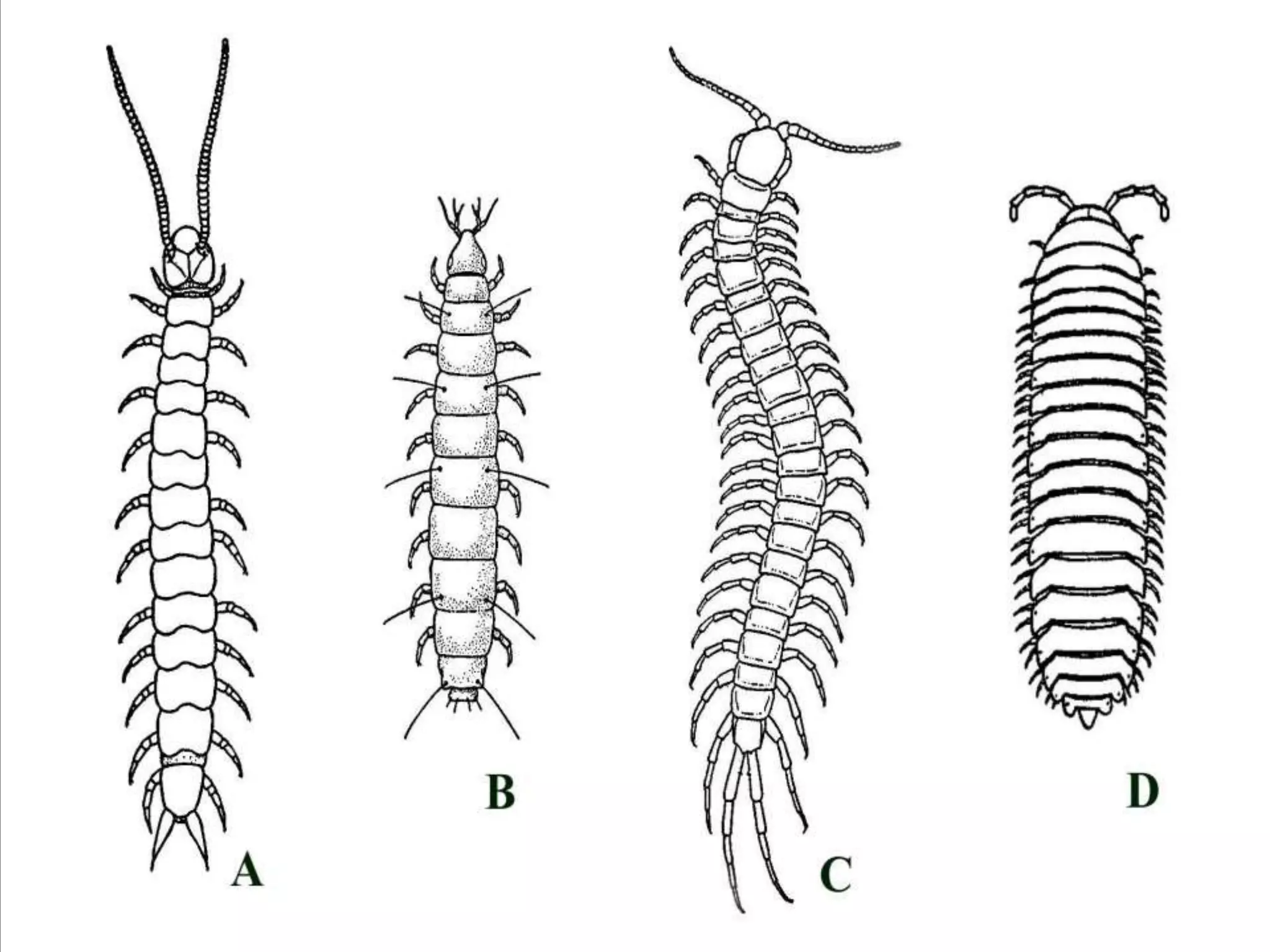 Cambridge igcse biology ( 2016 2018) classification of living organisms ...