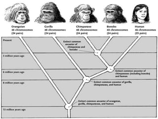 Cambridge igcse biology ( 2016 2018) classification of living organisms ...