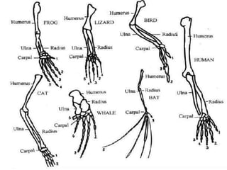Cambridge igcse biology ( 2016 2018) classification of living organisms ...