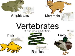 Cambridge igcse biology ( 2016 2018) classification of living organisms ...