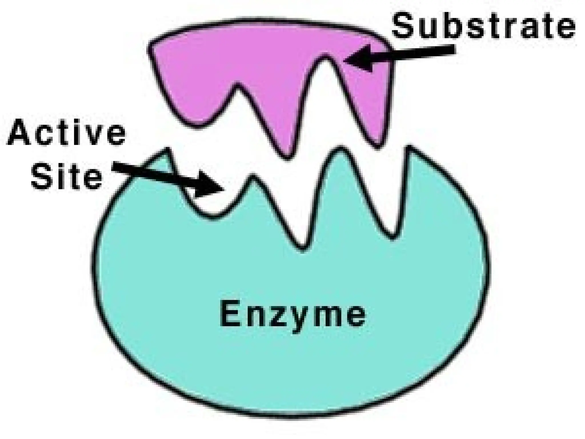 Cambridge IGCSE Biology ( 2016-2018) enzymes.pptx
