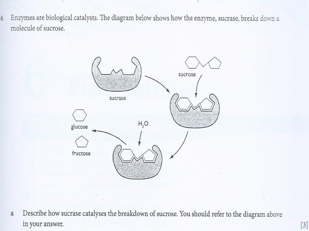 Cambridge IGCSE Biology ( 2016-2018) enzymes.pptx