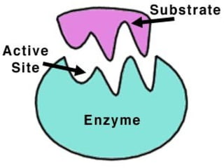 Cambridge IGCSE Biology ( 2016-2018) enzymes.pptx