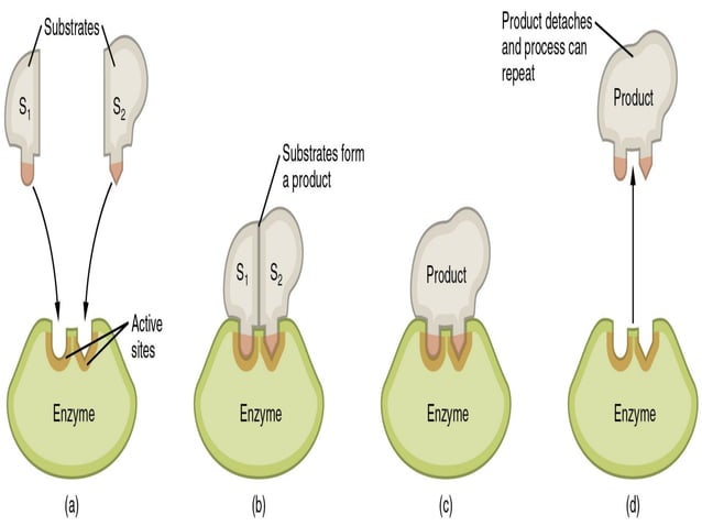 Cambridge IGCSE Biology ( 2016-2018) enzymes.pptx