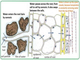 Cambridge igcse biology ( 2016 2018) movement in and out of cells cell ...