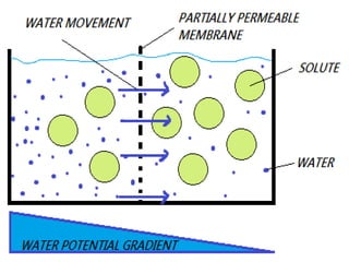 Cambridge igcse biology ( 2016 2018) movement in and out of cells cell ...